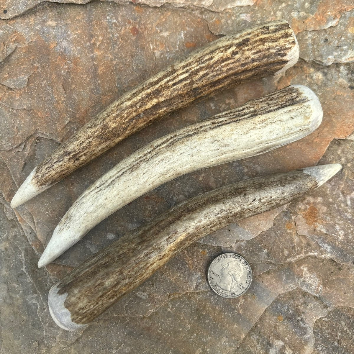 Moose Antler Tine Pressure Flaker - Flint Knapping Tools & Supplies ...